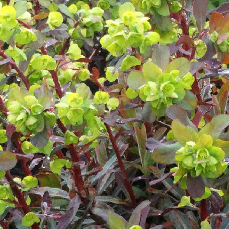 Euphorbe amygdaloides Ruby Glow - Euphorbia amygdaloides ruby glow