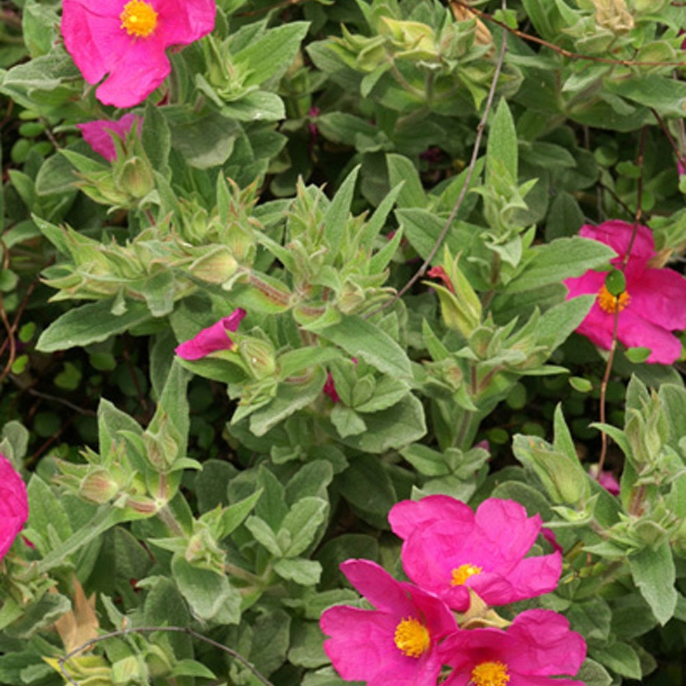 Ciste pulvérulent - Cistus pulverulentus