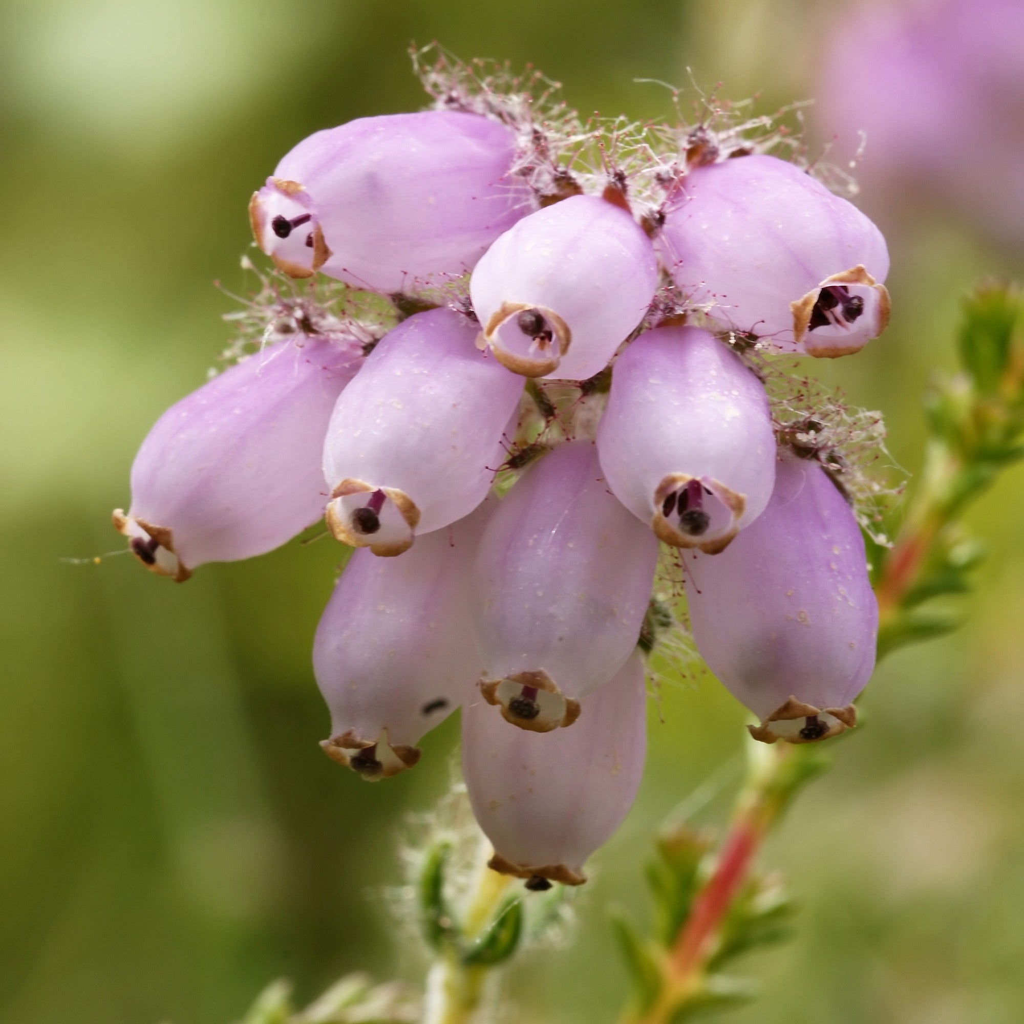 Bruyère à quatre angles rose - Erica tetralix rosea