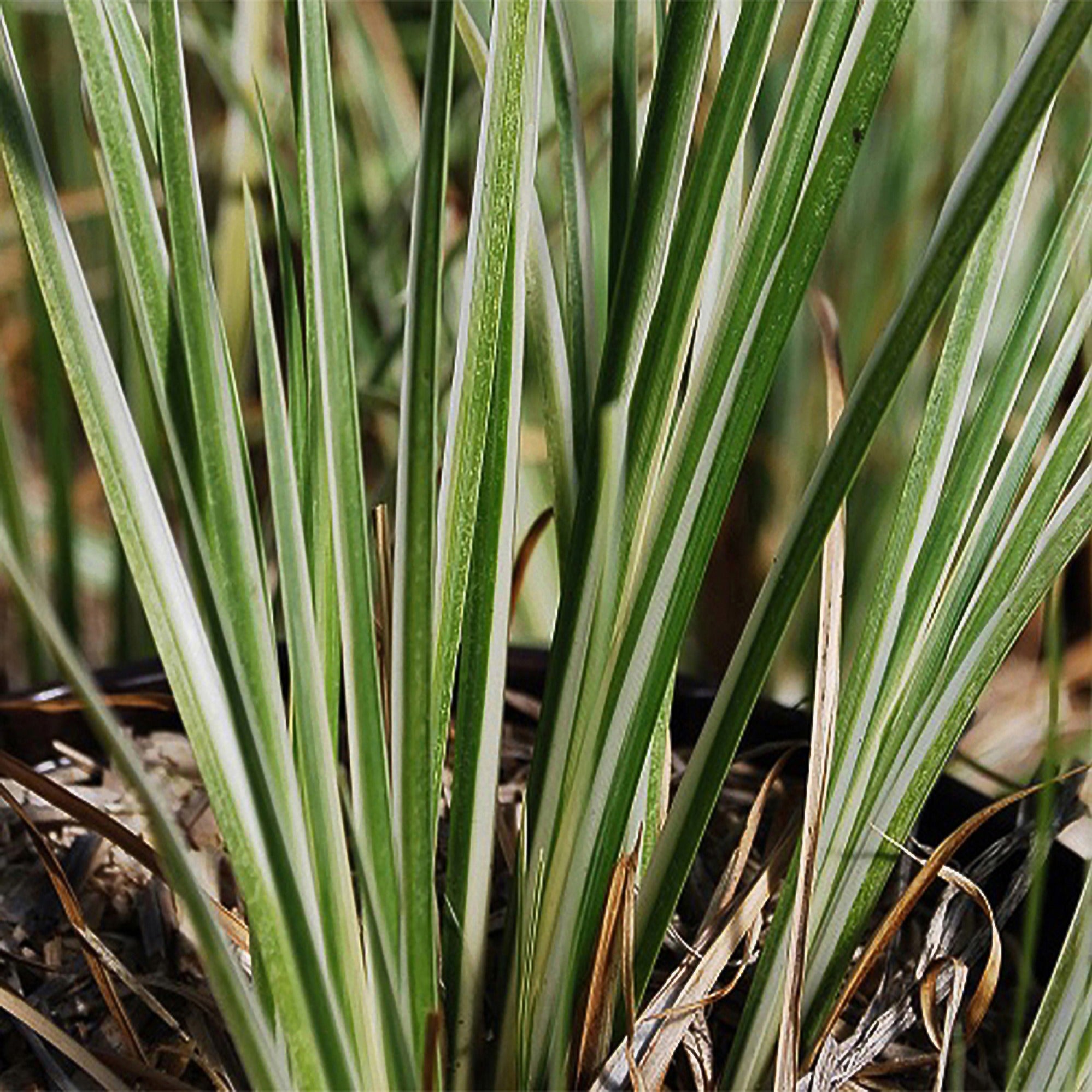 Acore graminée Hakuro-Nishiki - Acorus gramineus hakuro-nishiki