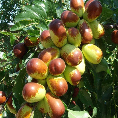 Jujubier - Dattier chinois - Zizyphus jujuba