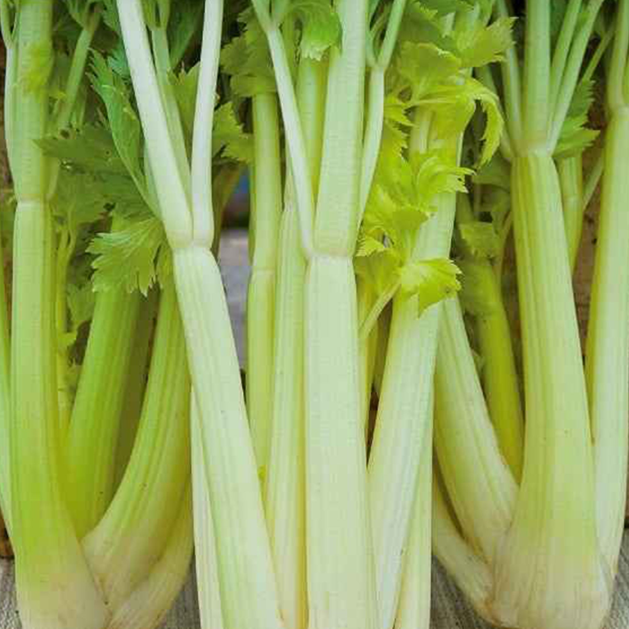 Découvrez les variétés de graines de céleri disponibles