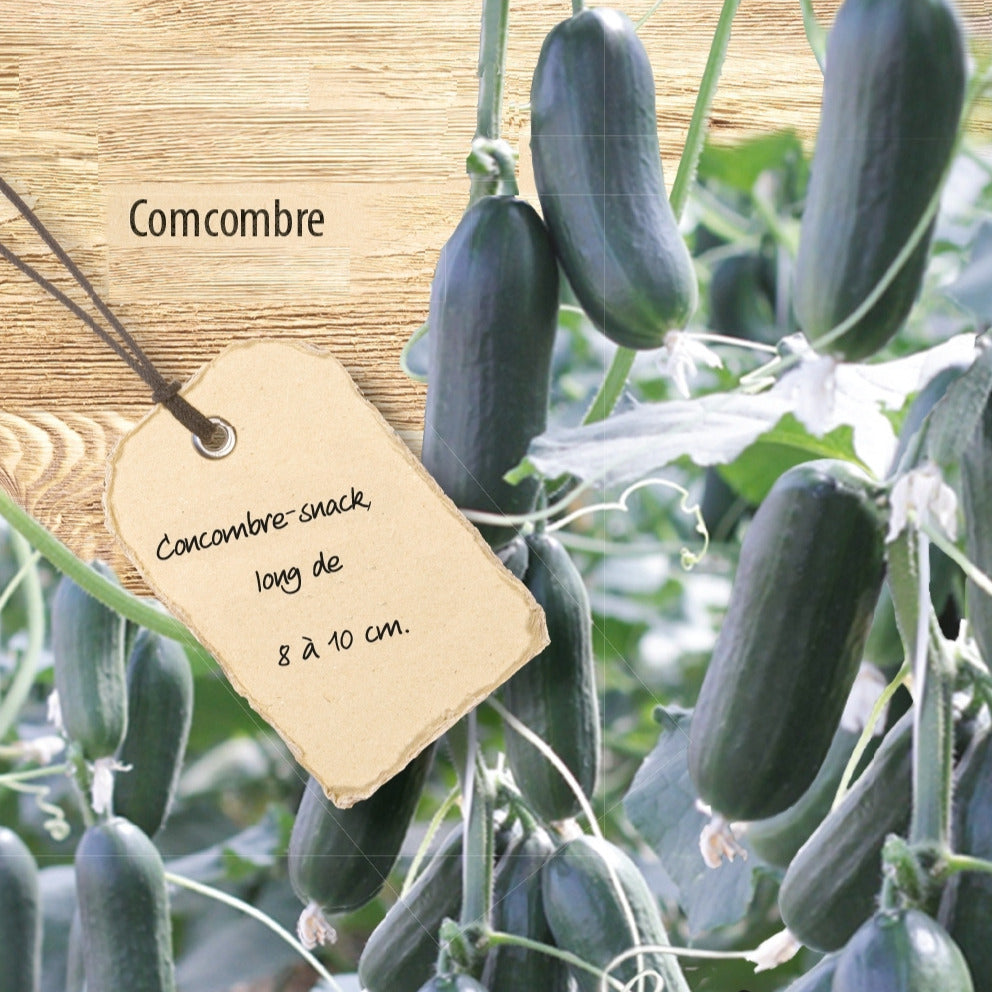 Graines Concombre mini Hopeline F1 - Cucumis sativus mini hopeline f1