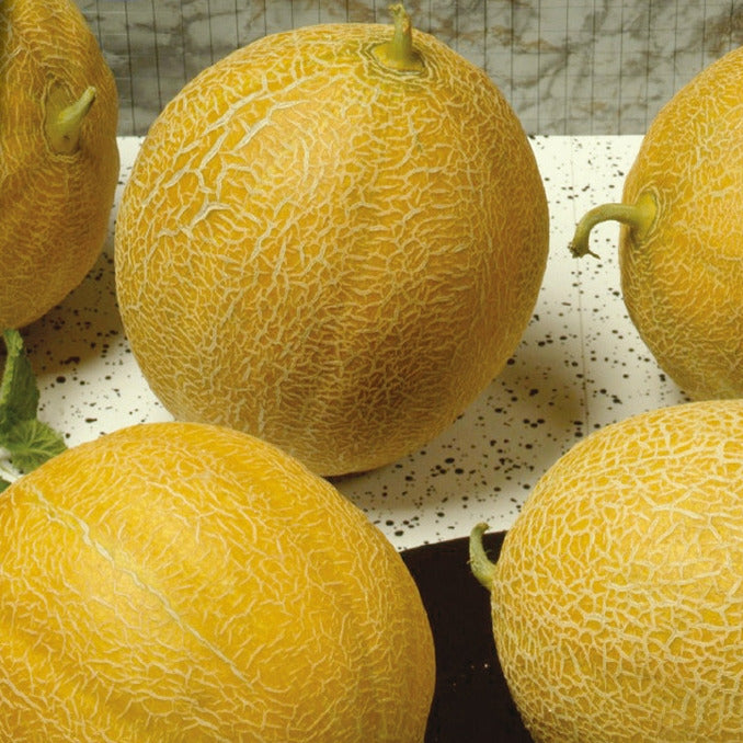 Graines Melon sucrin Outdoor Wonder F1 - Cucumis melo outdoor wonder f1