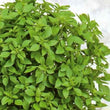 Basilic Grec nain compact pour pot Minette facile | Willemse