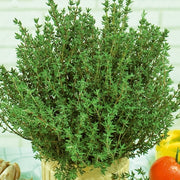 Thym d´été en graines, récolte aromatique facile | Willemse