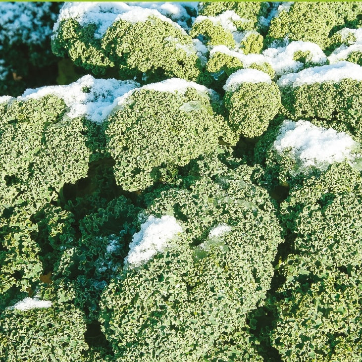 Graines Chou frisé d'hiver demi nain Westlandse Winter Bio - Brassica ...