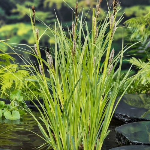 Laîche des rives - Carex riparia