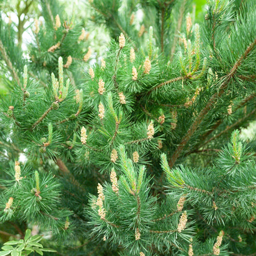 Pin parasol - Pinus pinea