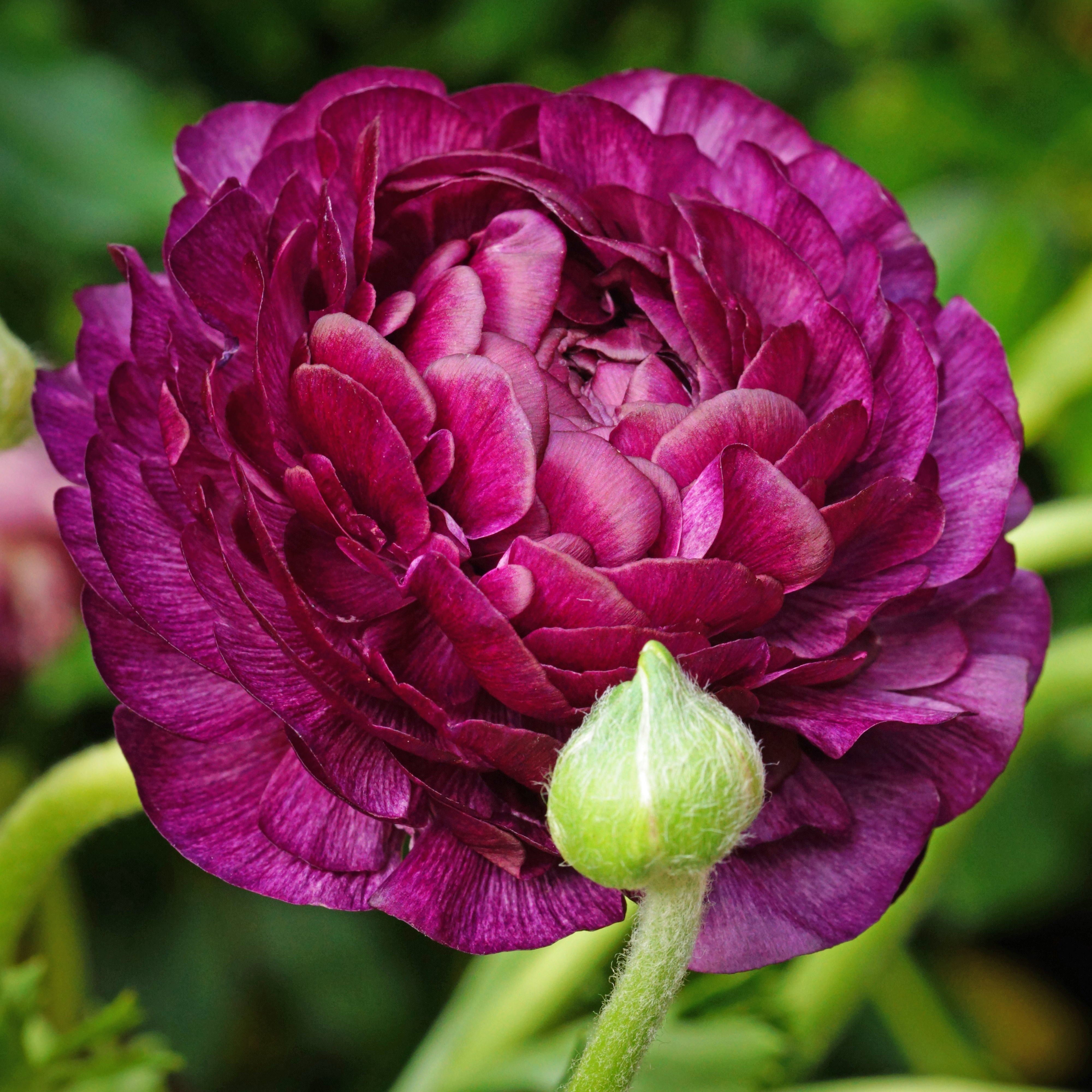 Bulbes 12 Renoncules Purple Sensation - Ranunculus purple sensation