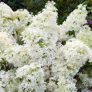 Hortensia blanc - Hydrangea macrophylla