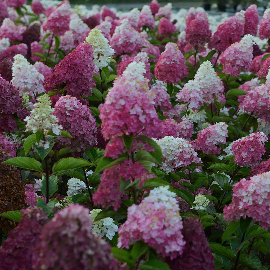 Hortensia paniculé Fraise Melba® Renba - Hydrangea paniculata fraise ...