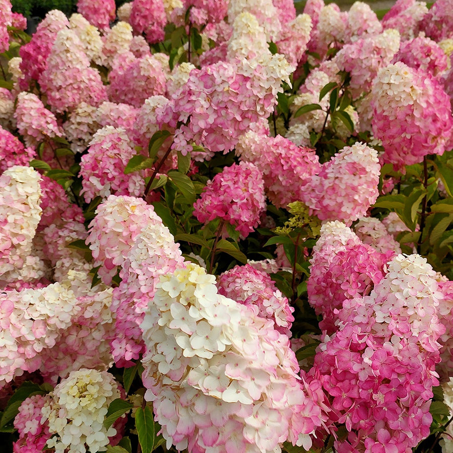 Hortensia paniculé Fraise Melba® Renba - Hydrangea paniculata fraise ...