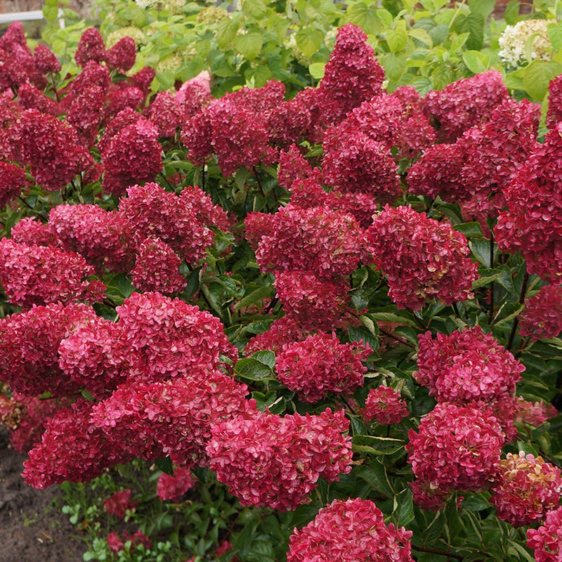 Hortensia paniculé Fraise Melba® Renba - Hydrangea paniculata fraise ...