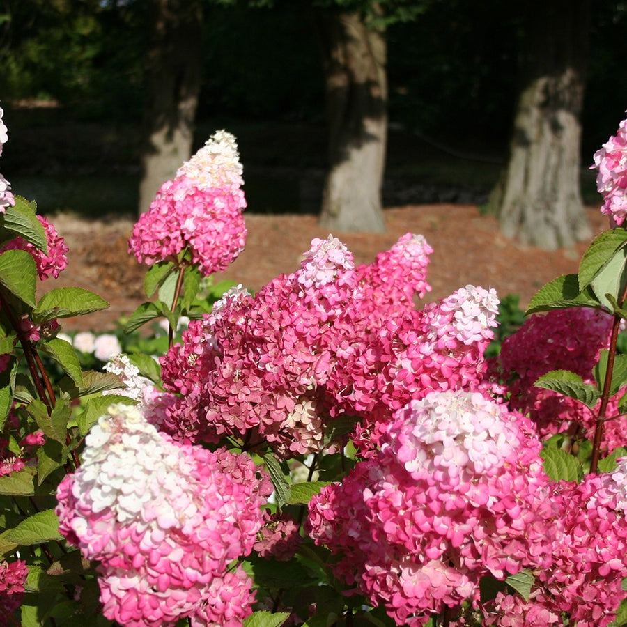 Hortensia paniculé Fraise Melba® Renba - Hydrangea paniculata fraise ...