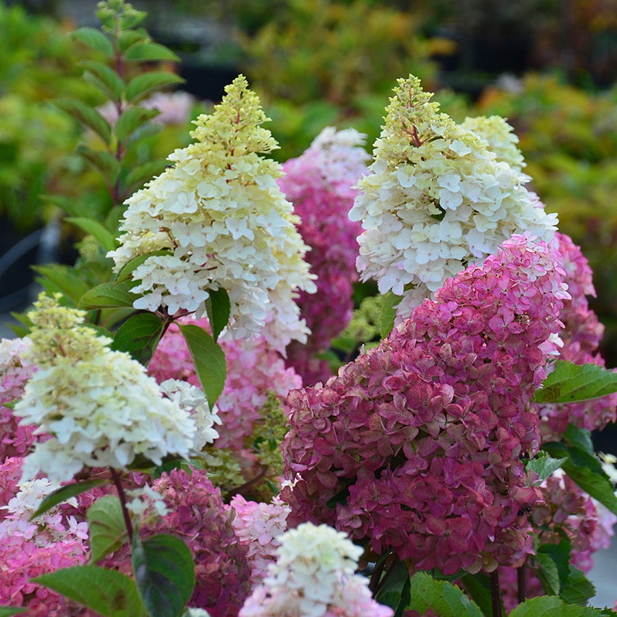 Hortensia paniculé Fraise Melba® Renba - Hydrangea paniculata fraise ...