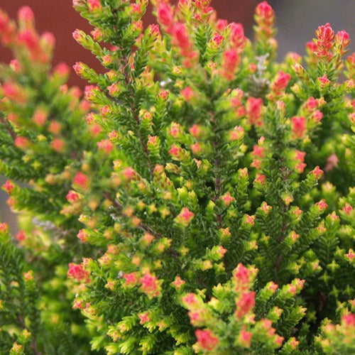 Bruyère d'été Spring Torch - Calluna vulgaris spring torch