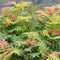 Sorbaire Pink Hopi® - Sorbaria sorbifolia pink hopi