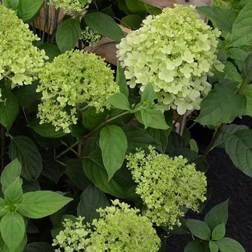 Hortensia paniculé Ruby Angels Blush - Hydrangea paniculata ruby angels ...
