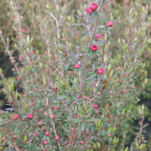 Arbre à thé Ruby Glow - Leptospermum scoparium ruby glow