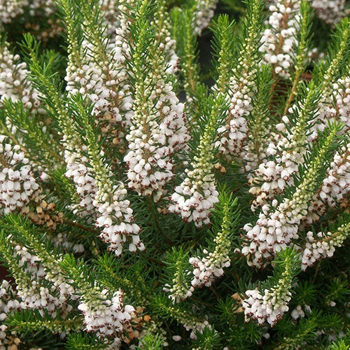 Bruyère des neiges White Rocket - Erica carnea white rocket