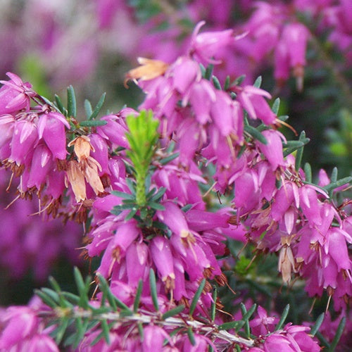 Bruyère des neiges Rosalie - Erica carnea rosalie