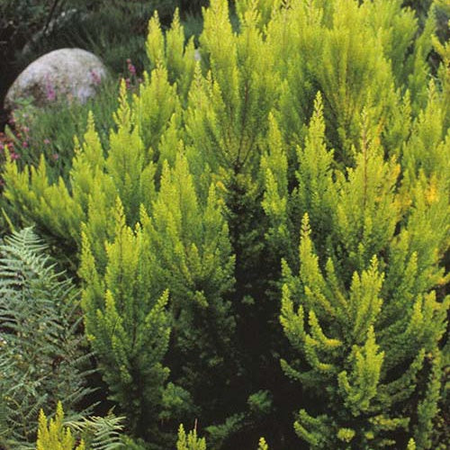 Bruyère arborescente Estrella Gold - Erica arborea estrella gold