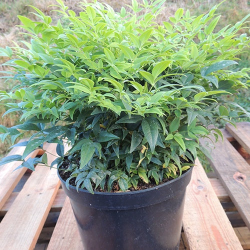 Bambou sacré Magical® Lemon Lime - Nandina domestica magical ® lemon lime