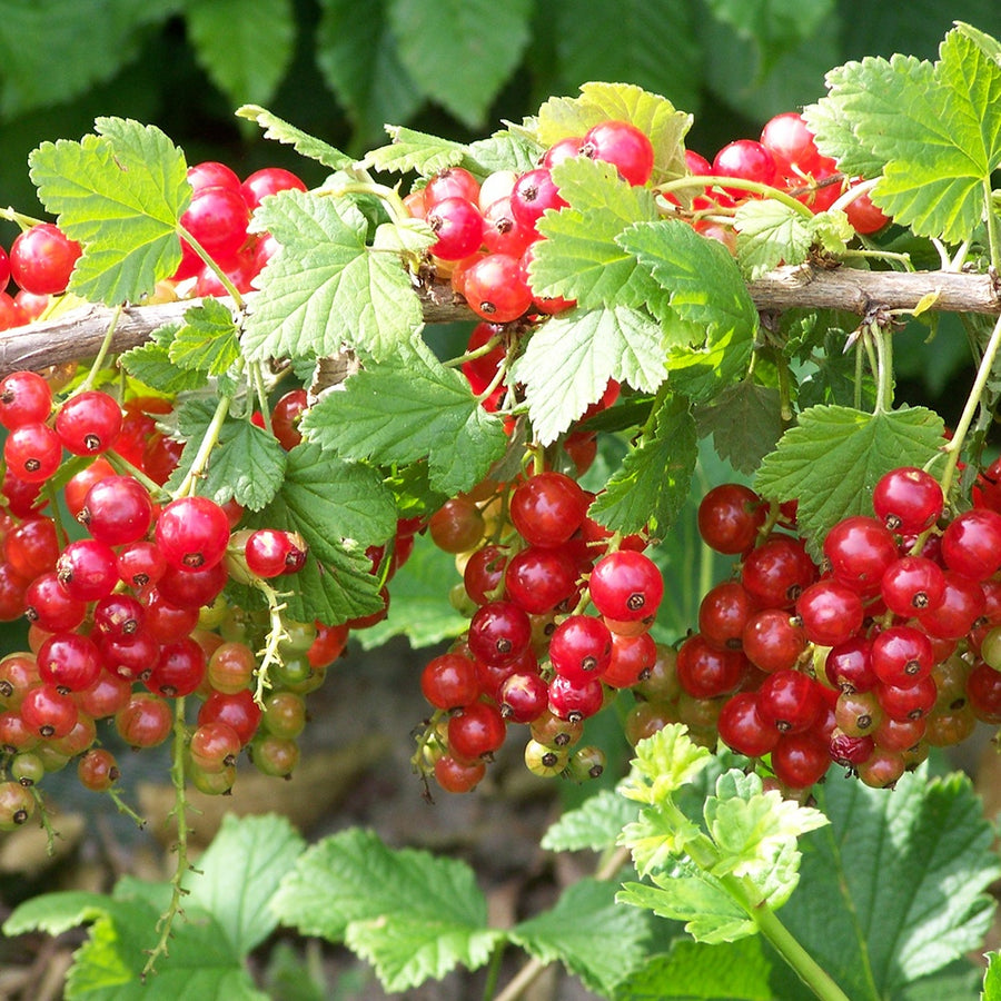 Groseillier Jonkheer van Tets - Ribus rubrum jonkheer van tets