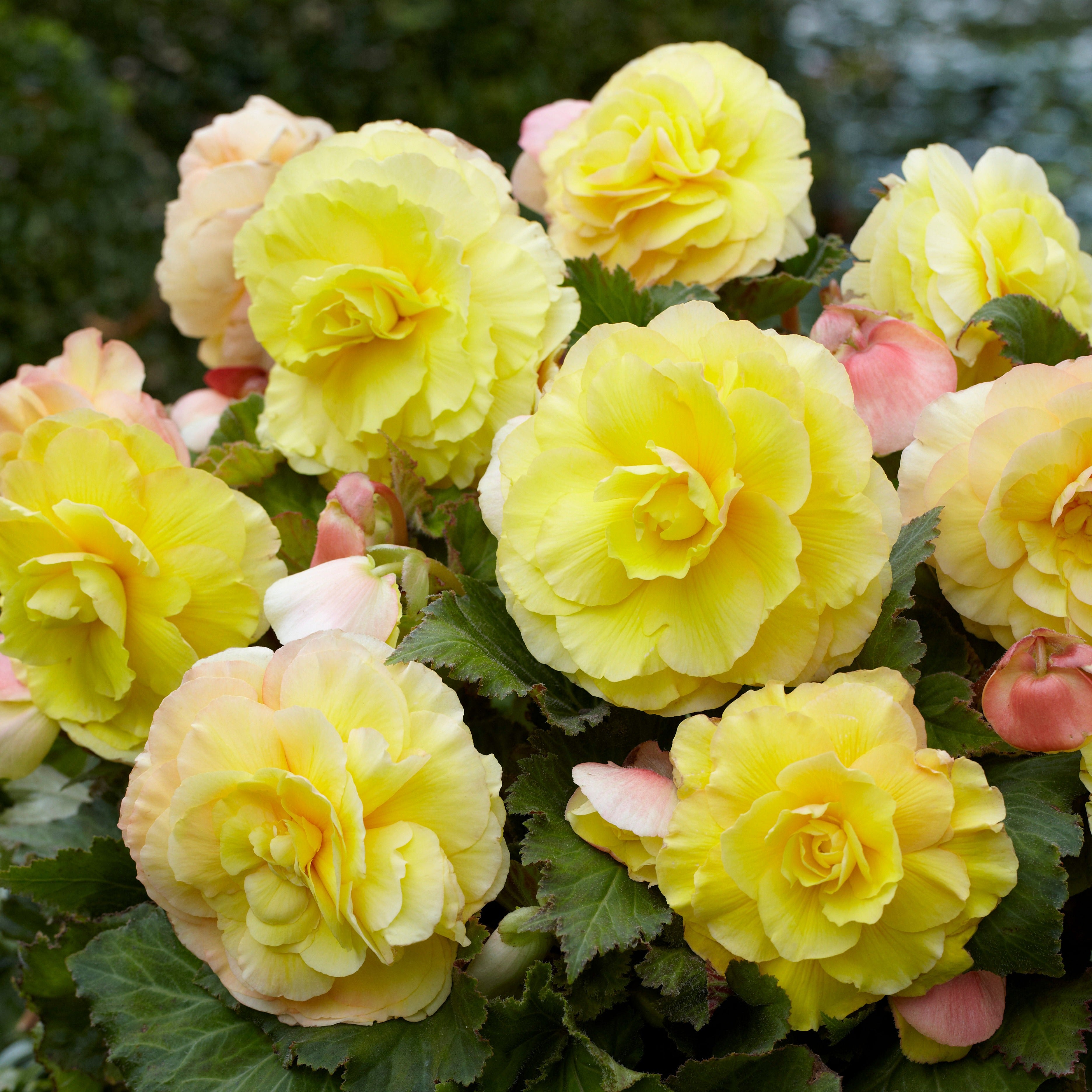 Bulbes 5 Bégonias doubles jaunes - Begonia superba