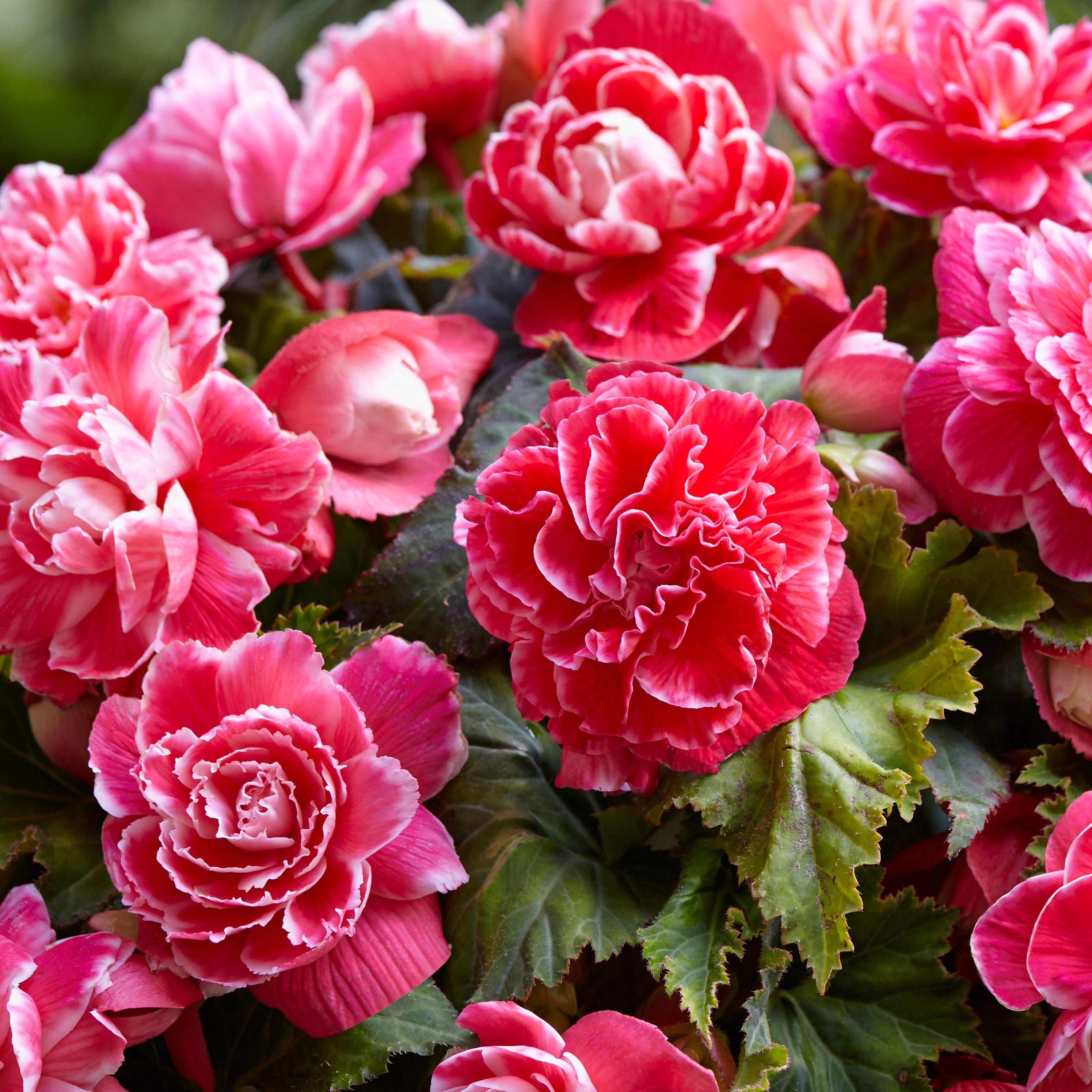 Bulbes 5 Bégonias à fleurs de Camélia - Begonia a fleurs de camélia