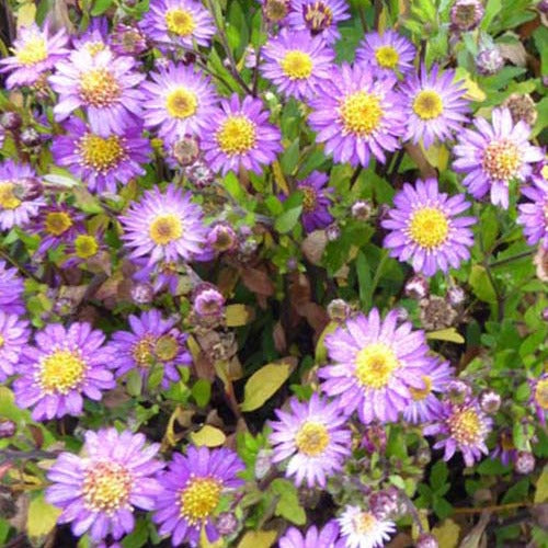 Aster nain d'automne Ezo Murazaki - Aster ageratoides ezo murazaki