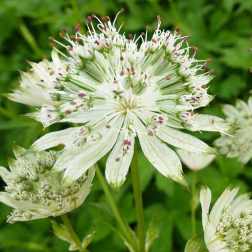 Grande astrance Snow Star - Astrantia major snow star