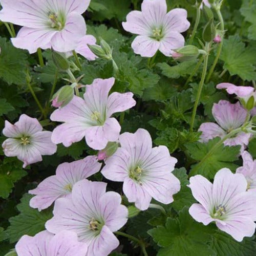 Géranium vivace Dreamland - Geranium bremdream dreamland