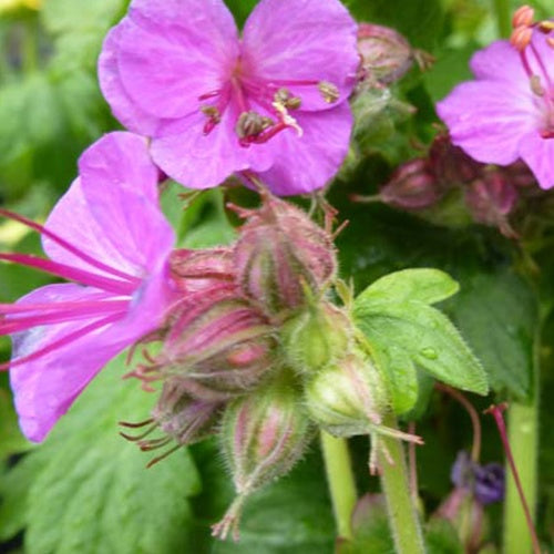 Géranium vivace Bevans Variety - Geranium macrorrhizum bevans variety