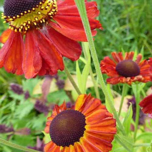 Hélénie Red Army - Helenium red army