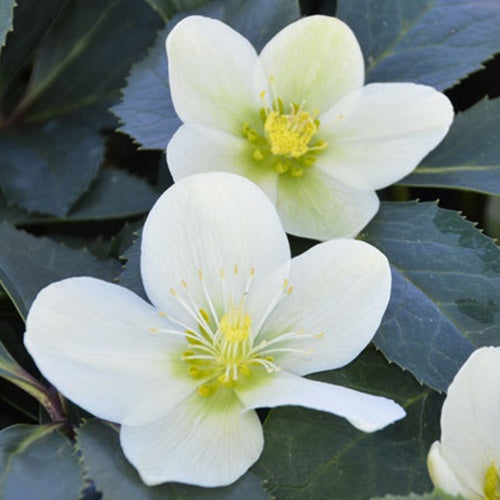 Hellébore Snow Love - Helleborus nigercors snow love