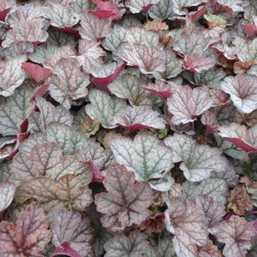 Heucherella Twilight - Heucherella twilight
