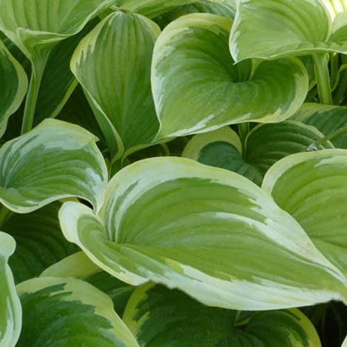 Hosta Victory - Hosta victory