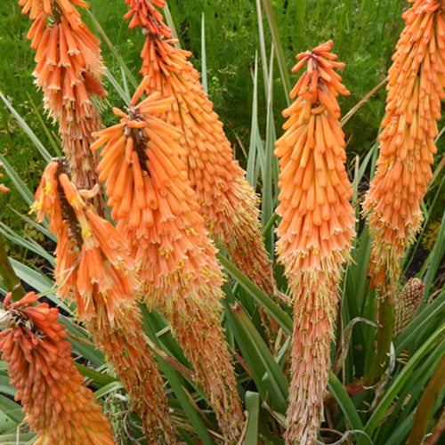 Tritoma Vincent Lepage - Kniphofia vincent lepage