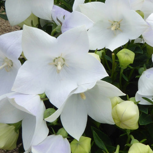 3 Platycodons à grandes fleurs Fuji White - Platycodon grandiflorus ...