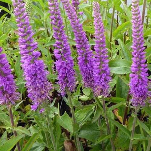Véronique Purpleicious - Veronica purpleicious