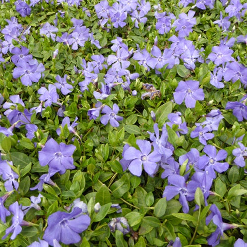 3 Petits pervenches Anna - Vinca minor anna