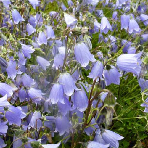 Campanule fluette - Campanula cochleariifolia
