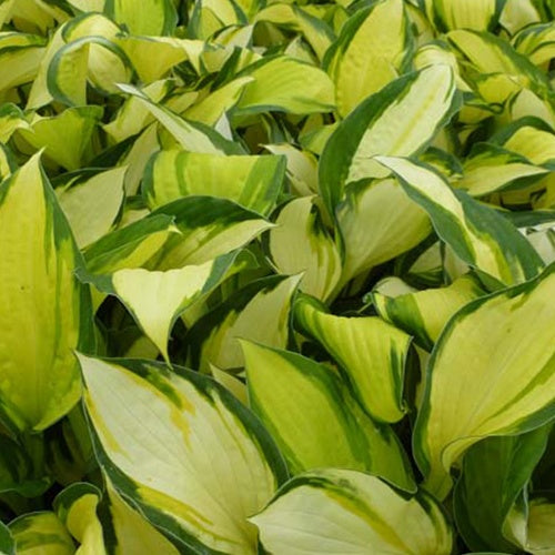 Hosta Color Festival - Hosta hybride color festival