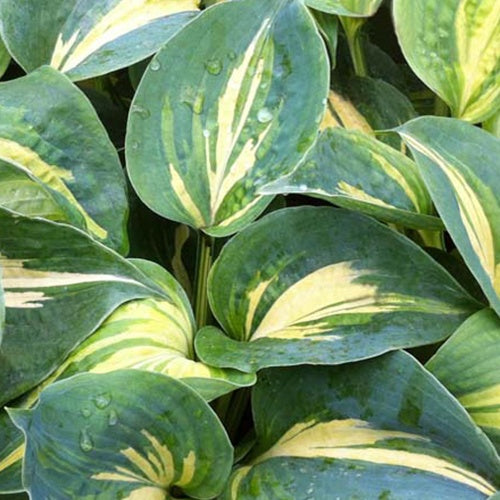 Hosta Dream Weaver - Hosta hybride dream weaver