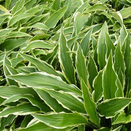 Hosta Stiletto - Hosta hybride stiletto