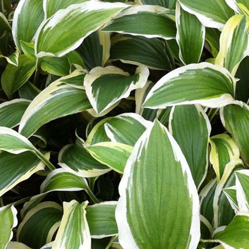 Hosta Yellow Splash Rim - Hosta yellow spash rim