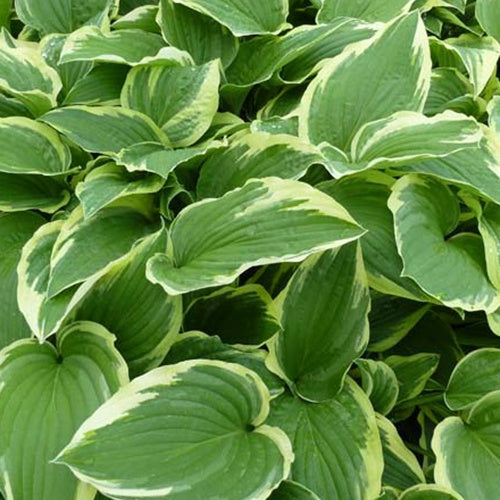 Hosta Moerheim - Hosta moerheim