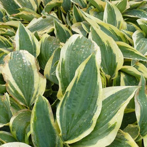 Hosta Wolverine - Hosta hybride wolverine
